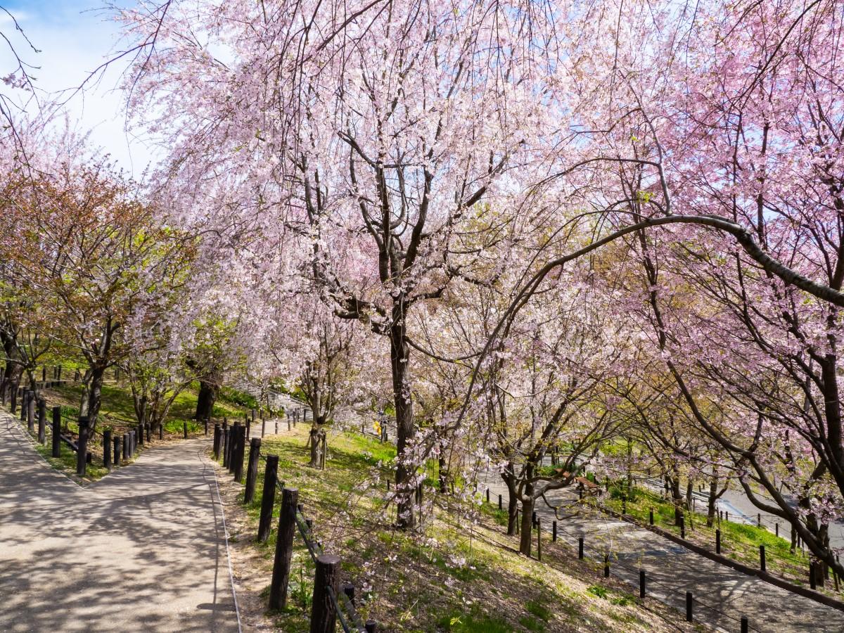 Spring is in the air: 2024 Nagoya Flower Viewing Special Feature ...