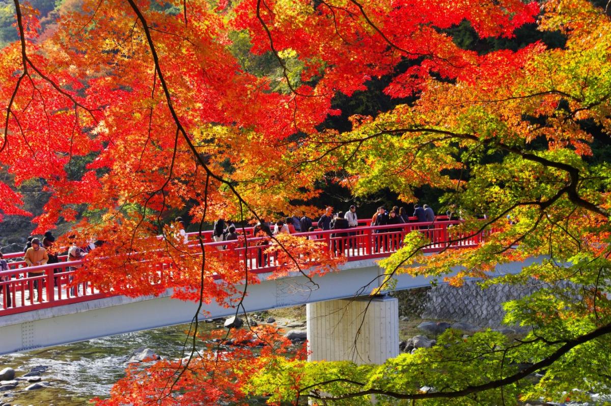 Nagoya Autumn Leaves Special Feature | Feature | Visit Nagoya-Nagoya ...