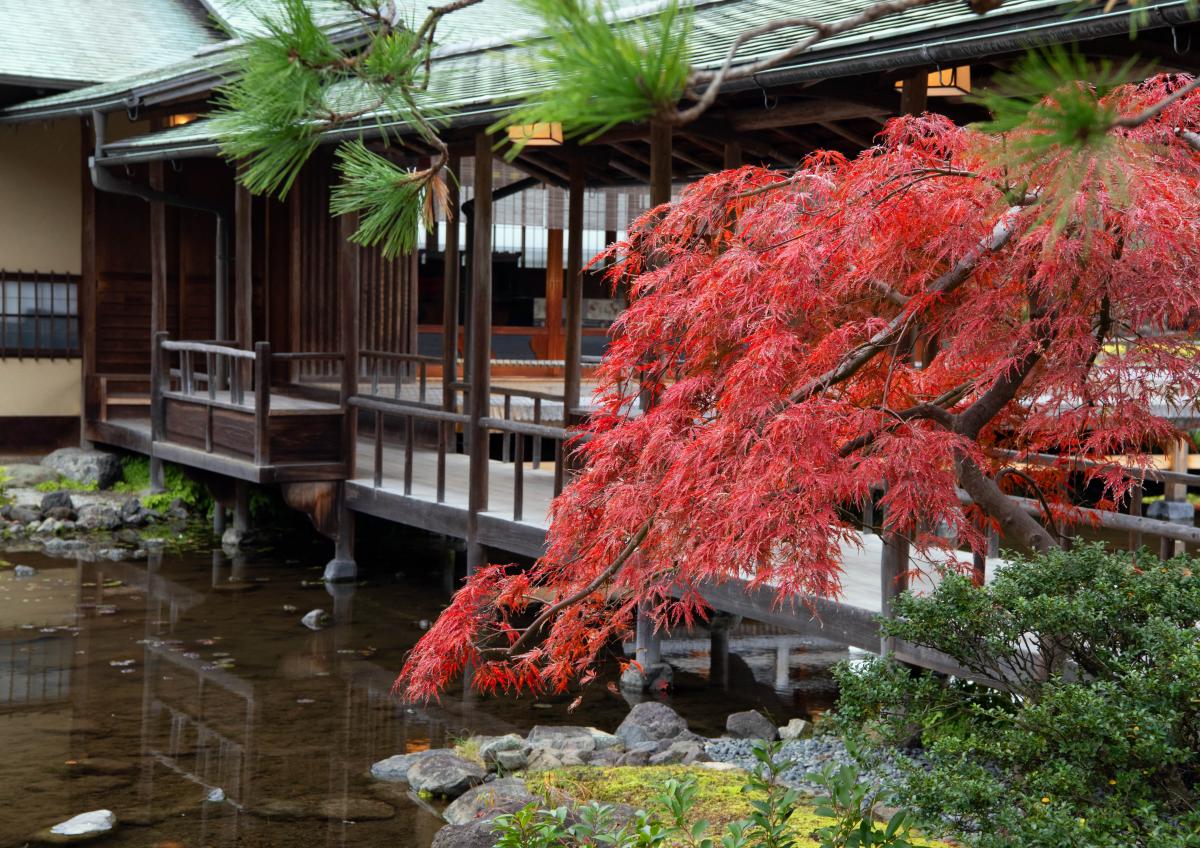 Nagoya Autumn Leaves special feature | Feature | Visit Nagoya-Nagoya ...
