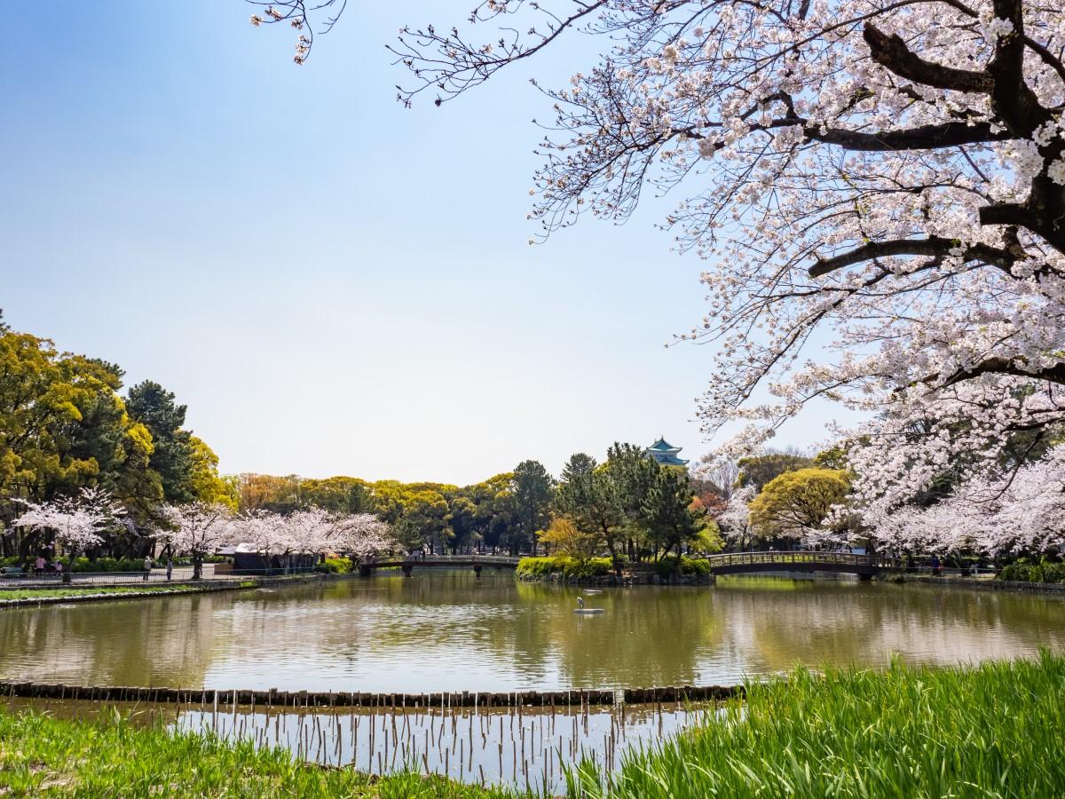 Spring is in the air: 2024 Nagoya Flower Viewing Special Feature ...