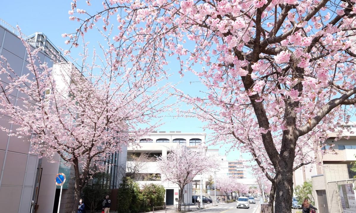Spring Is in the Air: 2025 Nagoya Flower Viewing Special Feature ...