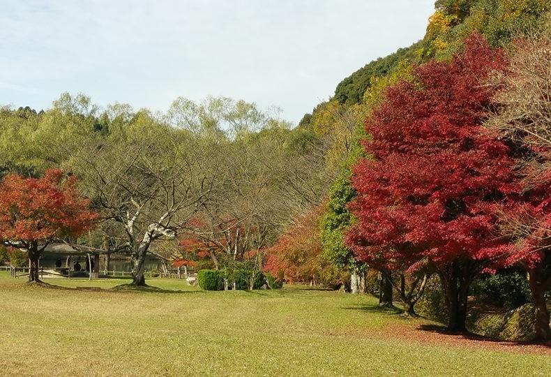 Nagoya Autumn Leaves Special Feature | Feature | Visit Nagoya-Nagoya ...