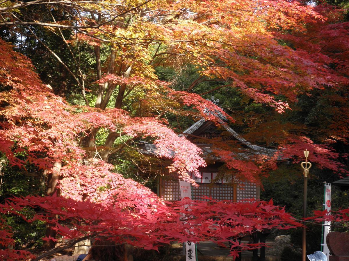 Nagoya Autumn Leaves Special Feature | Feature | Visit Nagoya-Nagoya ...