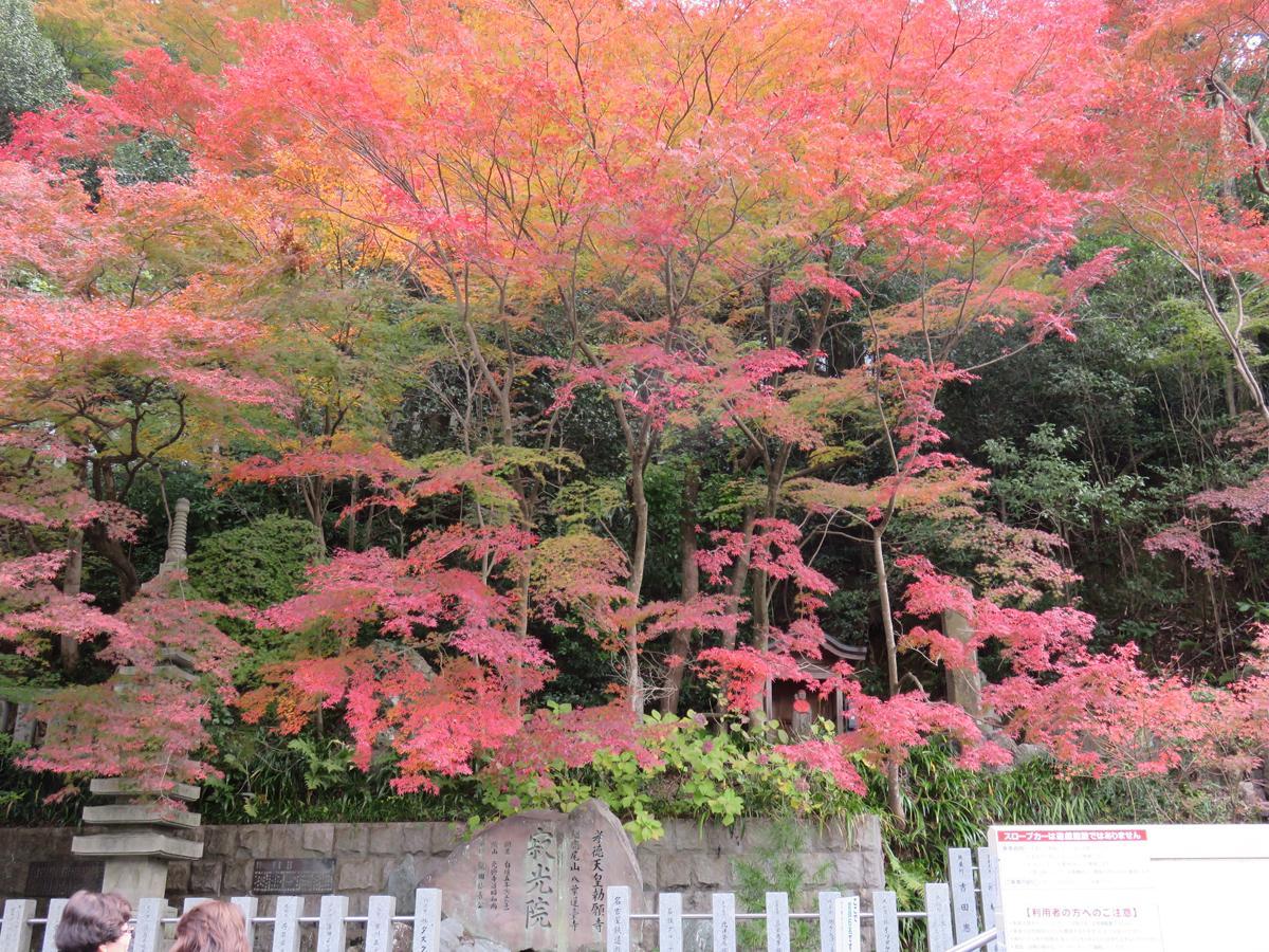 Nagoya Autumn Leaves Special Feature | Feature | Visit Nagoya-Nagoya ...