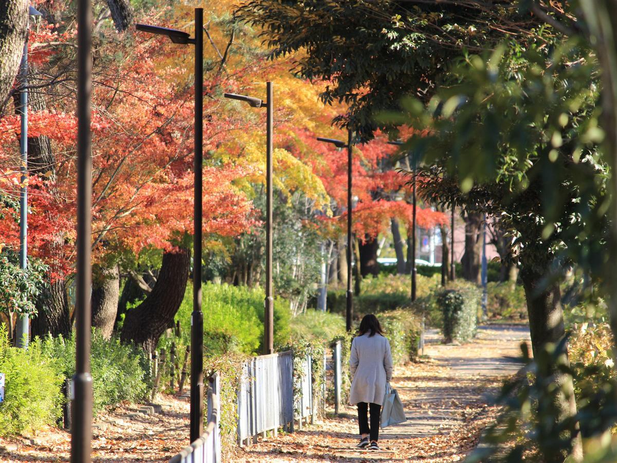 Nagoya Autumn Leaves Special Feature | Feature | Visit Nagoya-Nagoya ...